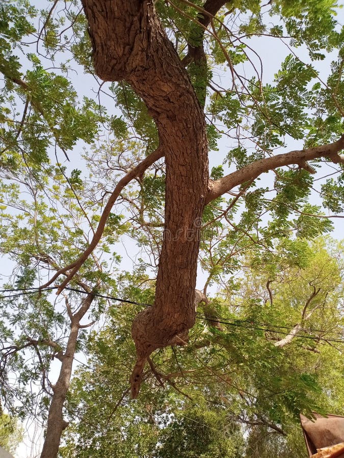Picture Captured on Hot Summer Day Under the Shadow of Tree. Stock ...