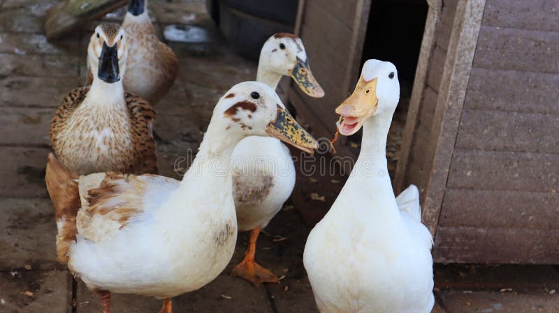 Ducks of the Farm stock photo. Image of farm, mallard - 273262472