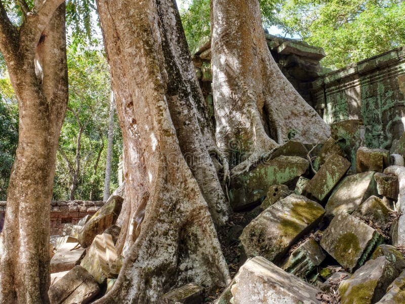 The Picture Captures the Visual of Huge Tree Roots Intruding and ...