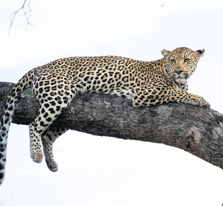 Leopard at Rest in Sabi Sands Editorial Photography - Image of ...