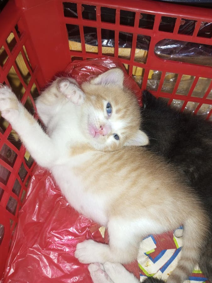 This is Picture Cat and Cute Cat and Little Cat and Beautiful Stock ...