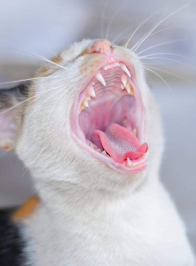 Bucktooth's Stock Photos - Free & Royalty-Free Stock Photos from Dreamstime