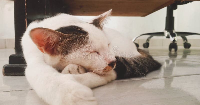 Picture of Cat Sleeping on the Floor Stock Photo - Image of carnivore ...