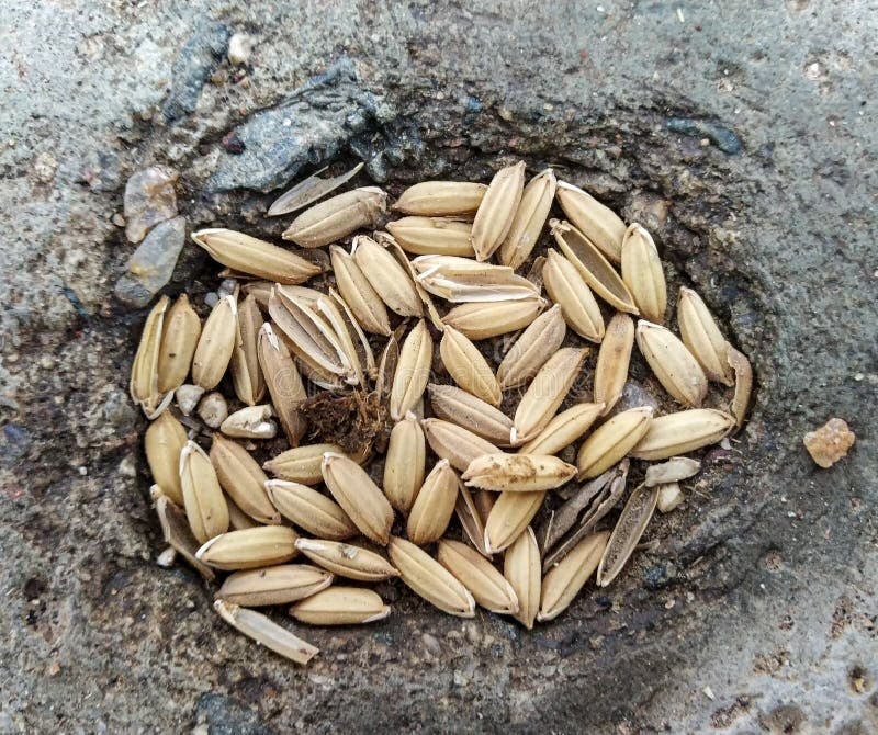 This is the Picture of Chaff Which is in Pit. Stock Image - Image of ...