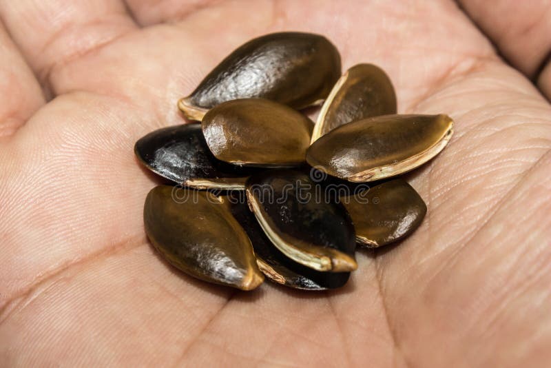 A Picture of Chikoo Seeds with Selective Focus , Stock Photo - Image of ...