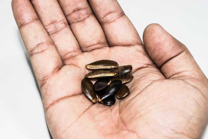 A Picture of Chikoo Seeds with Selective Focus , Stock Photo - Image of ...