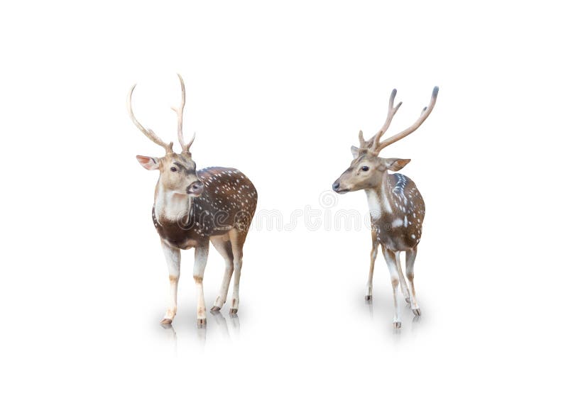 Chital Stock Illustrations – 407 Chital Stock Illustrations, Vectors ...