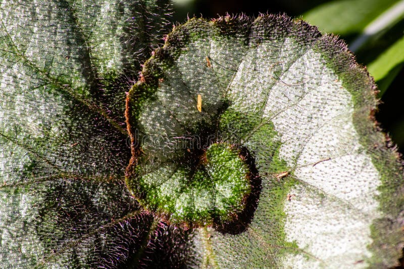 Circular leaf stock image. Image of natural, botany - 173454247