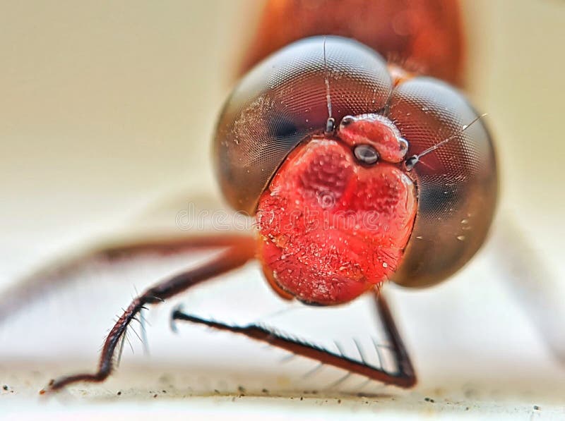 Picture of Close Up Dragonfly Face. Stock Photo - Image of light ...