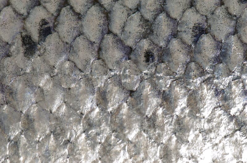 Picture of Close Up of Skin Fish, Texture Stock Image - Image of ...