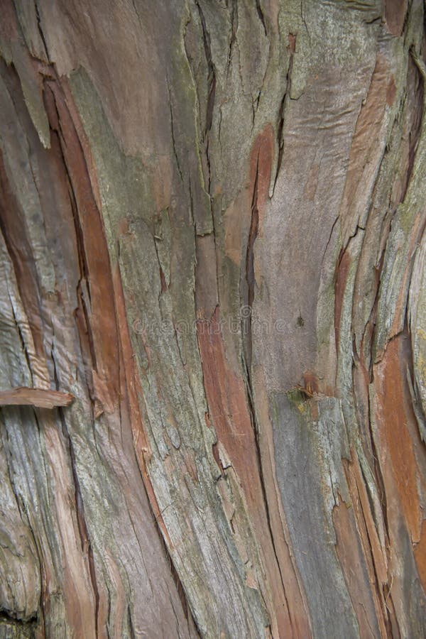 Closeup of Colored Bark on a Tree Stock Photo - Image of surface, floor ...