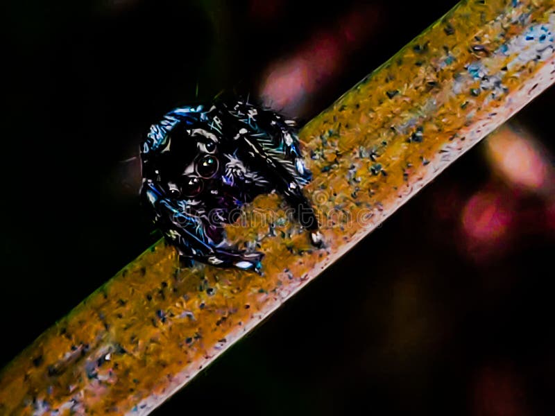 Picture Closeup Cute Spider Stock Photo - Image of yellow, flower ...