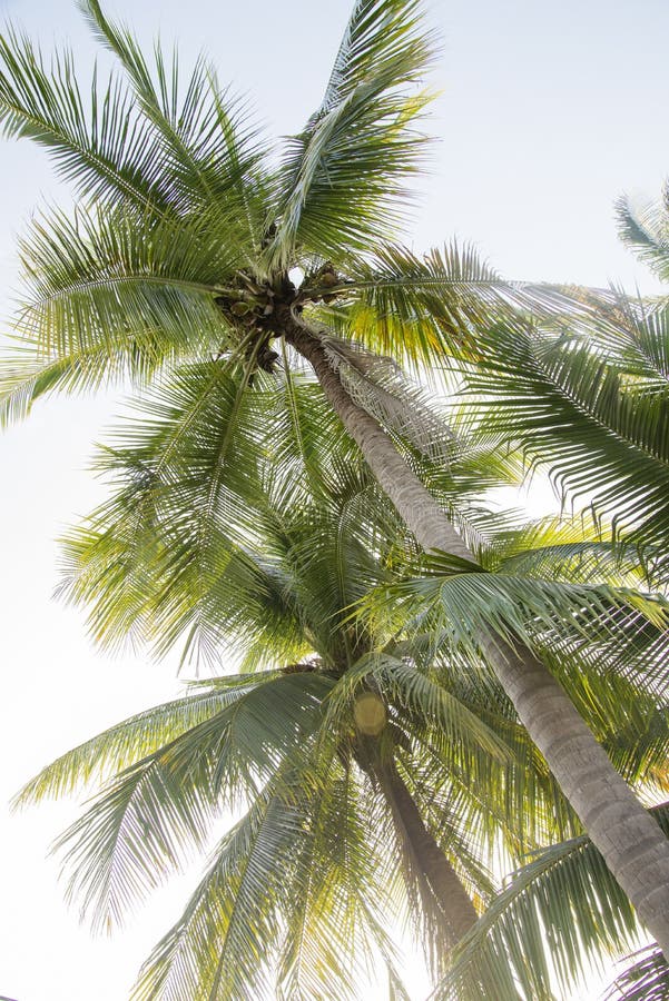 Picture of Coconut Palm Tree Stock Photo - Image of nature, toned: 89558892