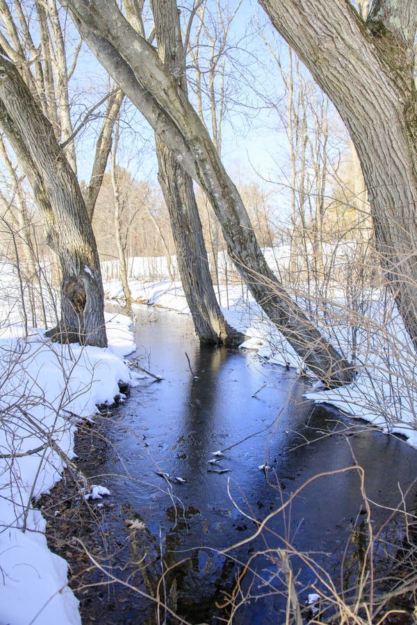 Cold Stream in between Trees in the Winter Stock Image - Image of ...