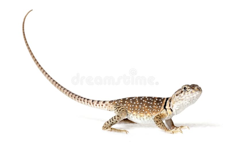 Collared Lizard Isolated on White Background Stock Image - Image of ...