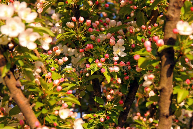 Picture of Colored Cherry Buds in Spring Stock Photo - Image of fresh ...