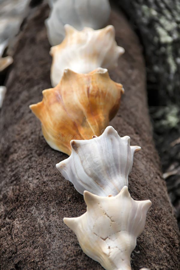 Colorful Sea Shells on a Tree Stock Photo - Image of shell, animal ...