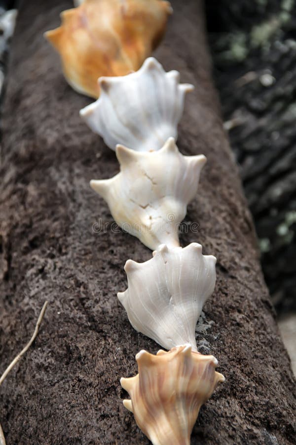 Colorful Sea Shells on a Tree Stock Photo - Image of seashell, water ...