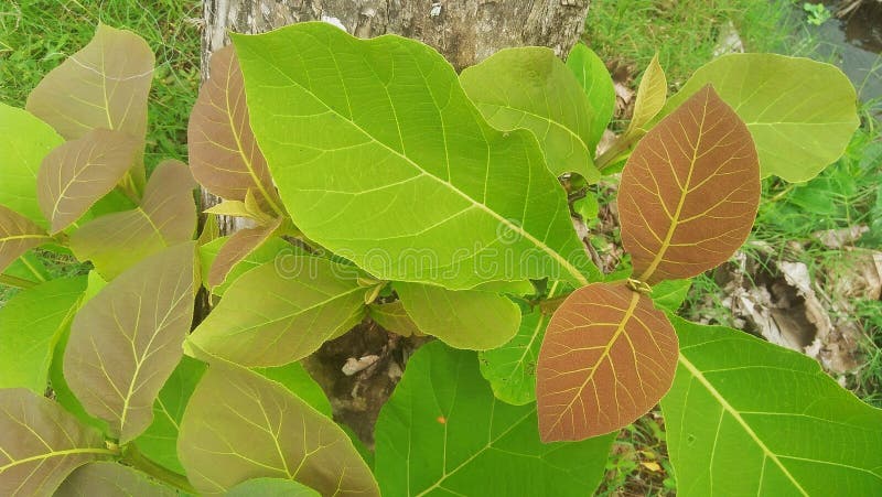 A Picture of Colourful Tip Teak Leaf Stock Photo - Image of leaf ...