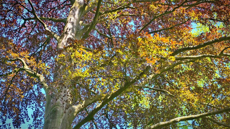 Copper beech stock image. Image of beech, copper, early - 120399479