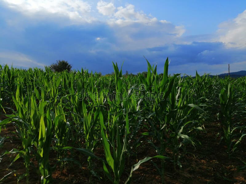 Corn field stock image. Image of field, blue, corn - 153307569
