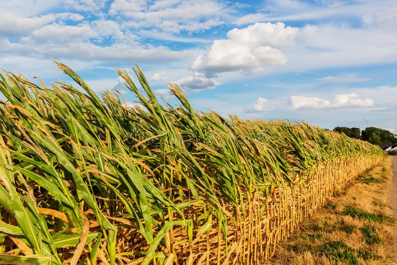 Corn field on a windy day stock photo. Image of wind - 126540174