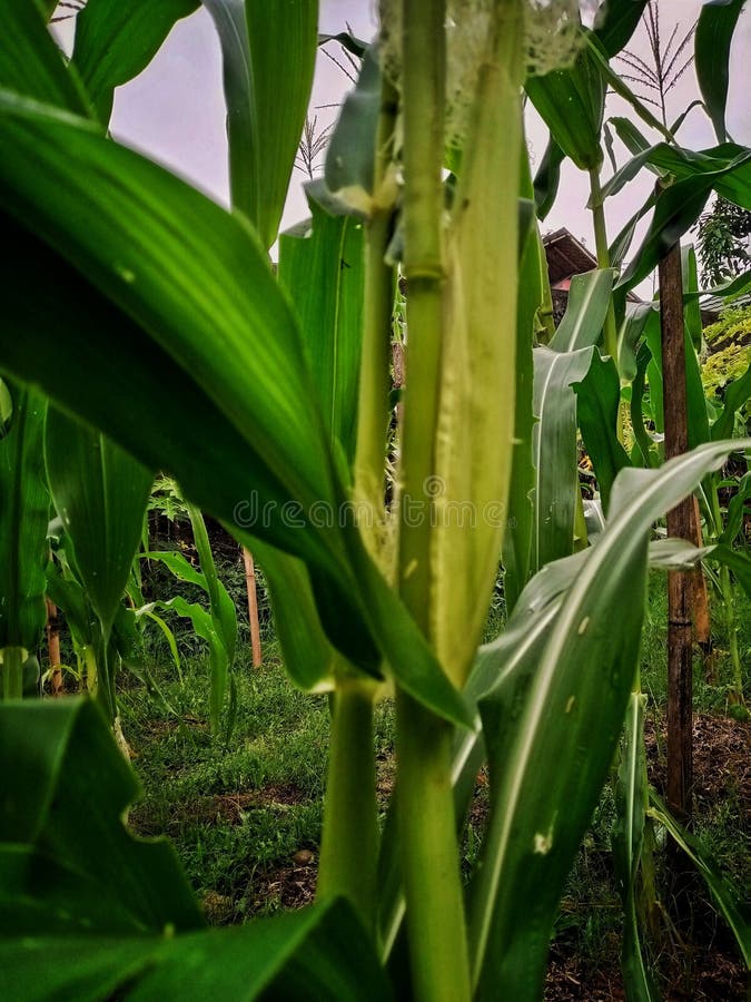 A Picture of a Corn Tree with Corn Already Popping Up Stock Image ...