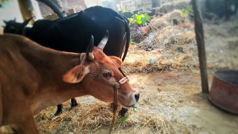 This is a Picture of Cow Eating Leaves. Stock Image - Image of pasture ...