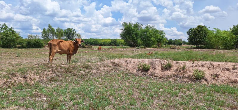 Picture of Cows on a Farm, Thailand Stock Image - Image of scenery ...