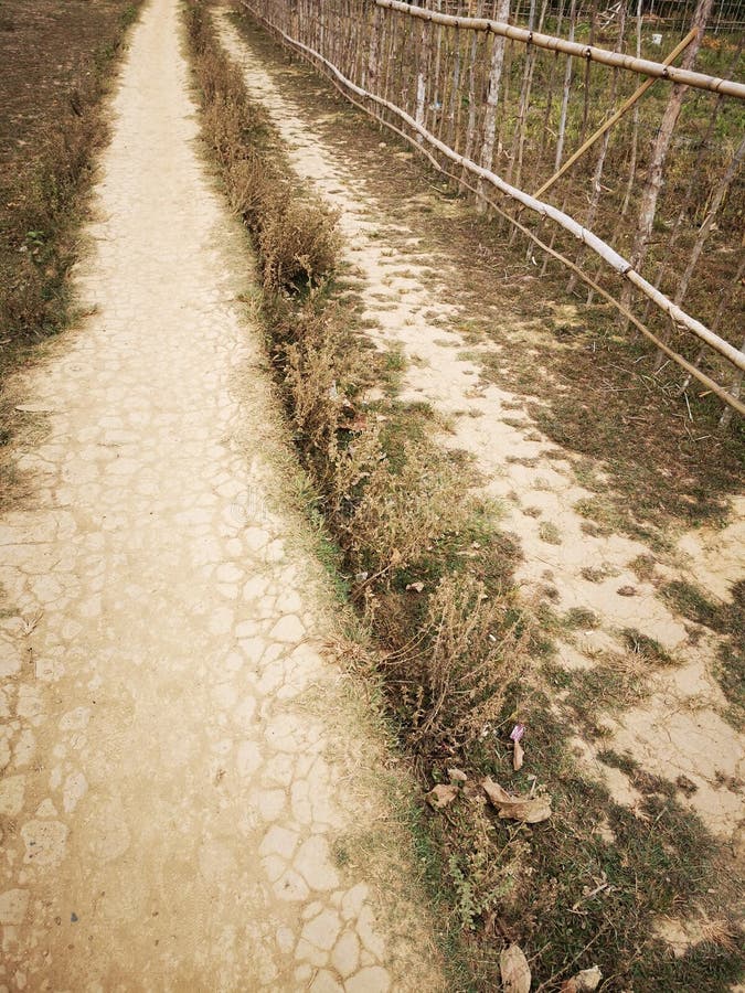 Pathway on the farm stock image. Image of plant, trees - 208747445