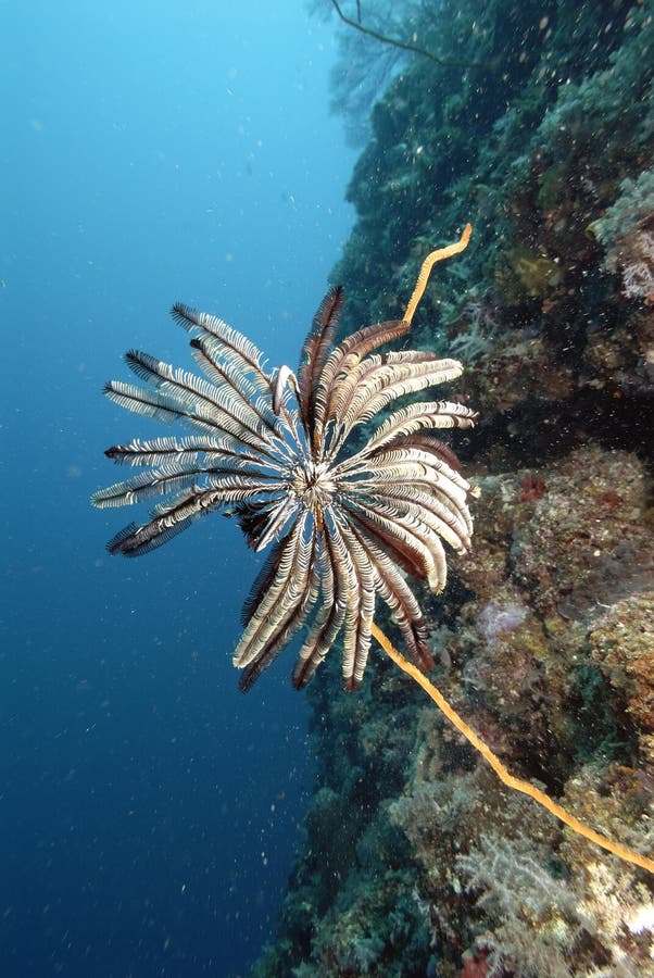 A picture of a crinoid stock photo. Image of natural - 216507222