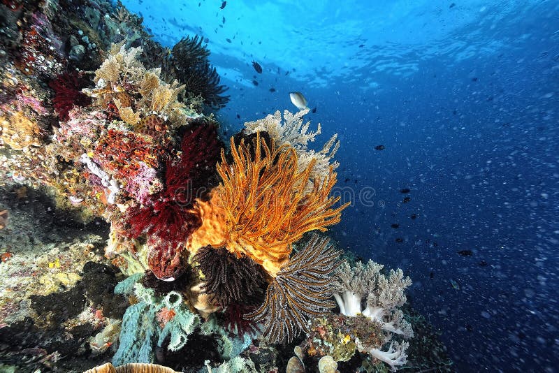 A picture of a crinoid stock image. Image of diving - 218858767