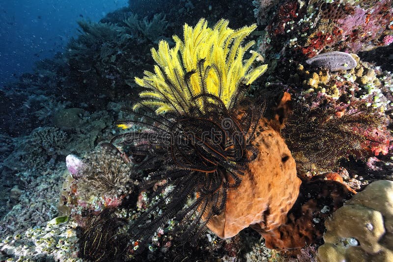 A picture of a crinoid stock photo. Image of healthy - 218859320