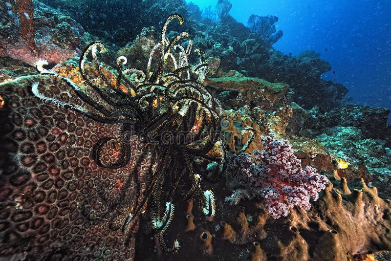 A picture of a crinoid stock image. Image of dive, marin - 218863937