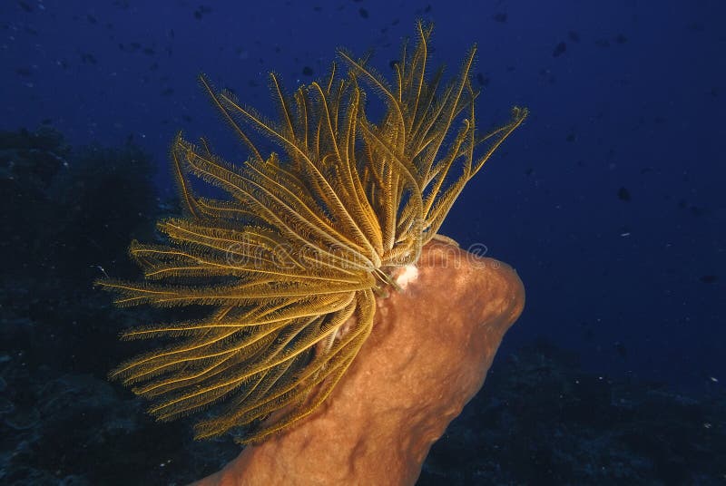 A picture of a crinoid stock image. Image of biology - 223954719