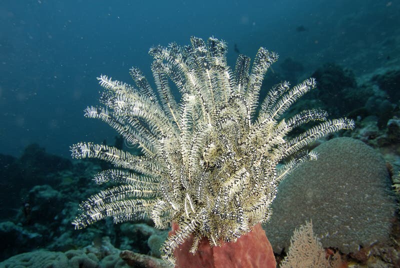 A picture of a crinoid stock photo. Image of island - 224314324