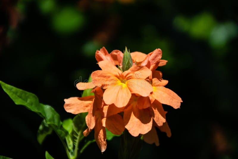 Crossandra stock photo. Image of beautiful, crossandra - 162447654