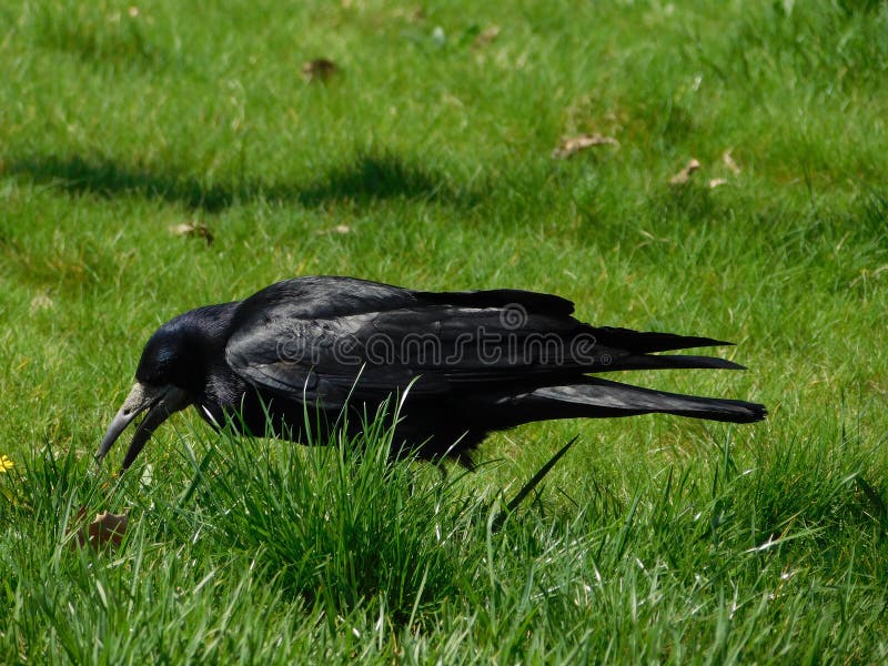 A Crow Standing in the Grass Stock Photo - Image of nature, green ...