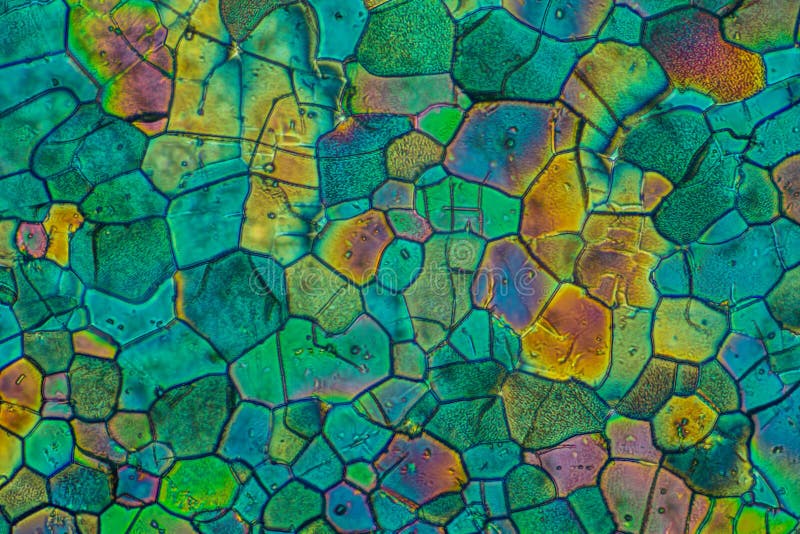 This is a Picture of the Crystals of the Chemical Substance Caffein ...