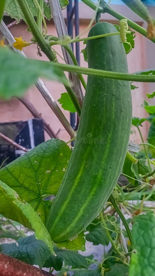 A Picture of Cucumber Plant or Timun Stock Image - Image of plant ...