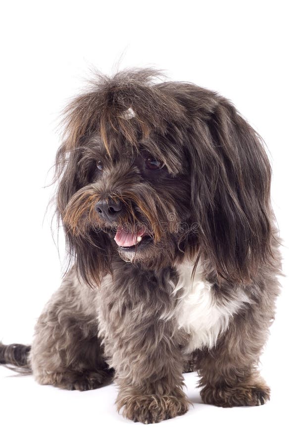 Picture of a Curious Black Bichon Stock Image - Image of maltese ...