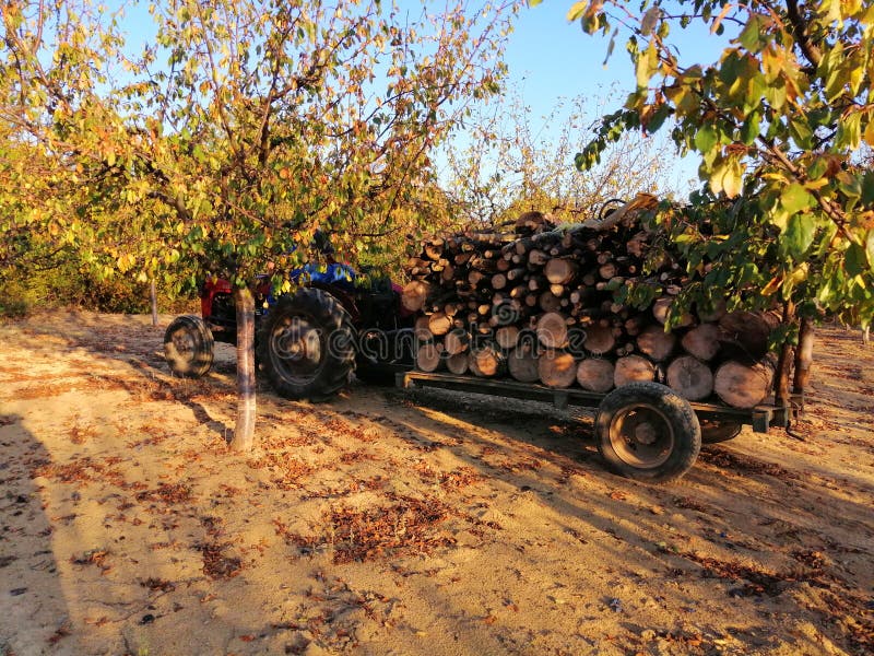 Transportation Trees for Winter Stock Photo - Image of domestic, trees ...