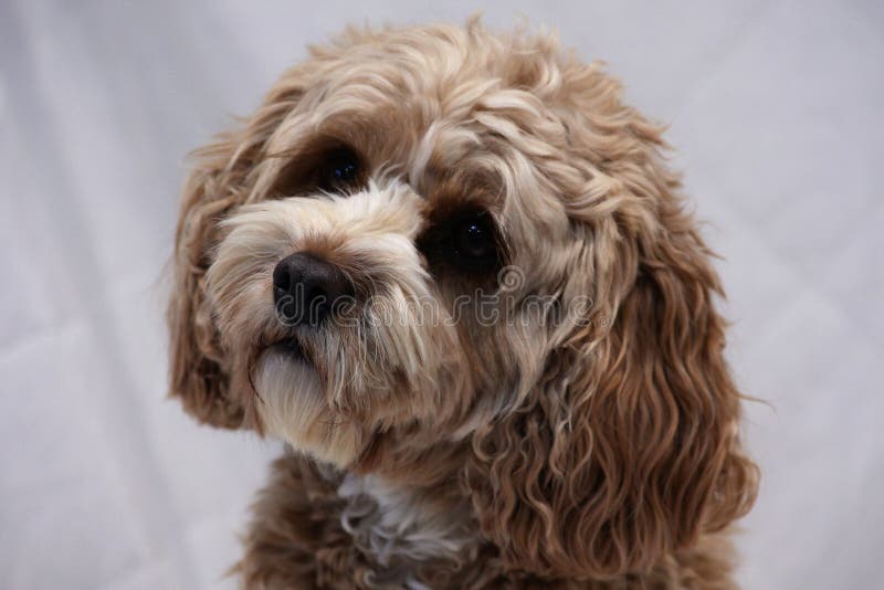 Cavoodle White Background Stock Photos - Free & Royalty-Free Stock ...