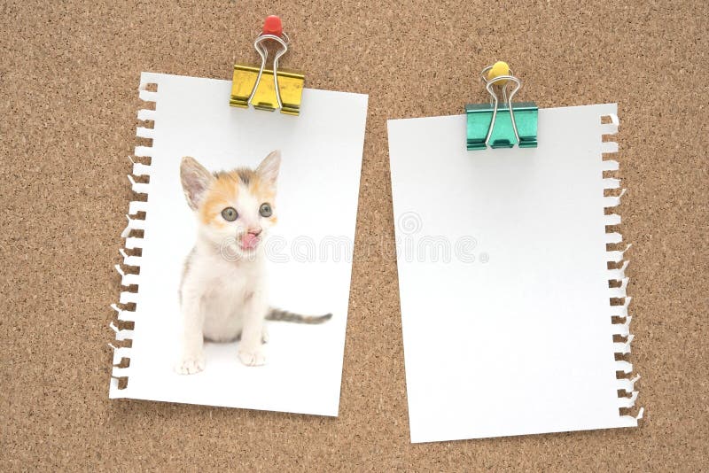Picture of Cute Cat on Note Paper Stock Image - Image of kitty, board ...