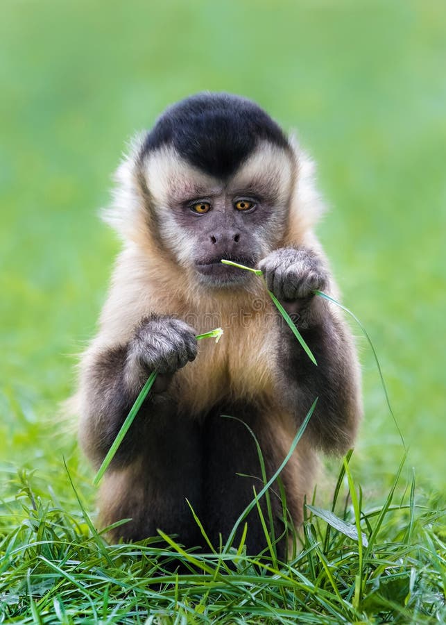 Capuchin Monkey ( Cebinae ) Picture 2 2 Stock Image - Image of looking ...