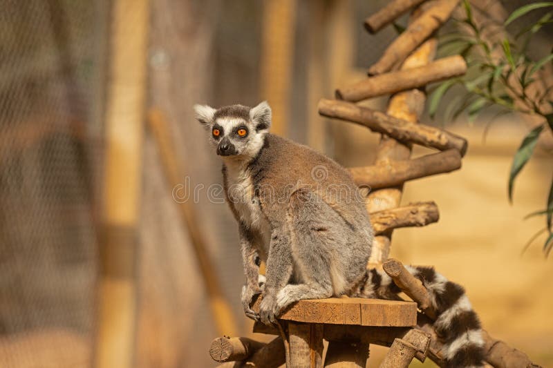 Picture of a Cute and Funny Lemur Sitting on a Log. Lemur Catta Stock ...