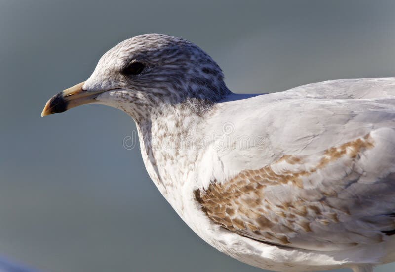 Beautiful Photo of a Cute Gull on a Shore Stock Photo - Image of march ...