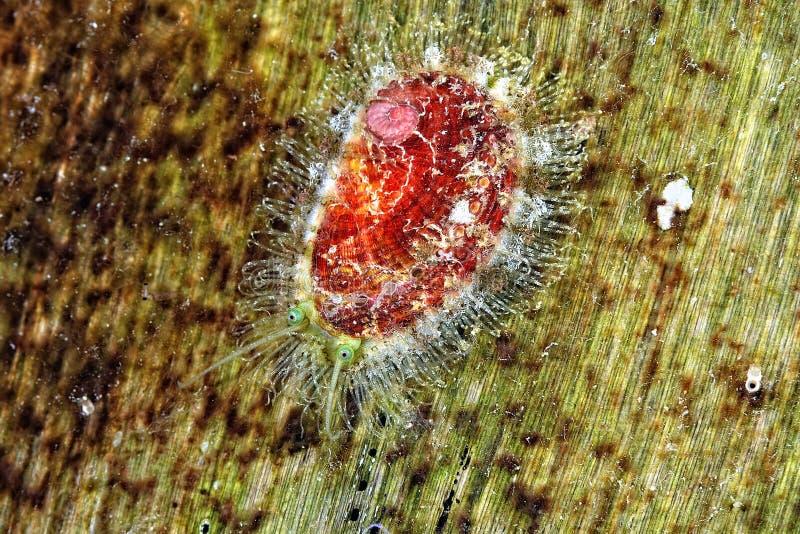 A picture of a cypraea stock image. Image of australia - 227477077