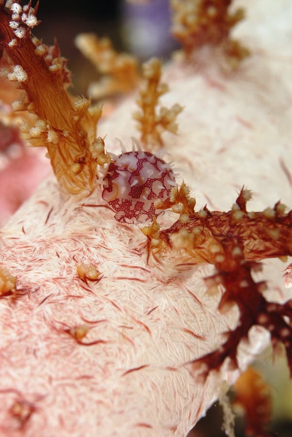 A picture of a cypraea stock image. Image of live, indonesia - 216499339