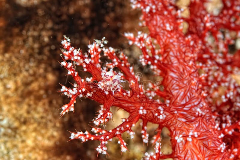 A picture of a cypraea stock photo. Image of invertebrate - 227426868